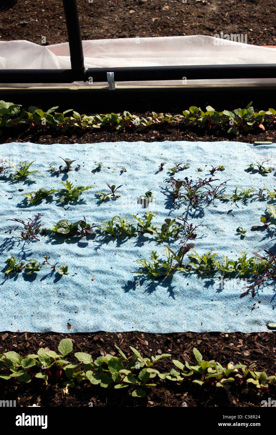 Seedbed hi-res stock photography and images - Alamy