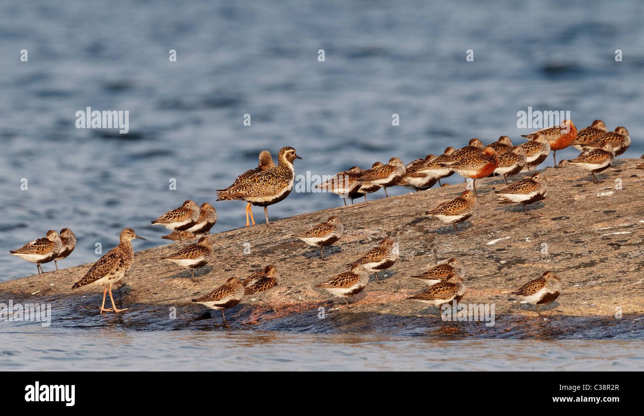 Wading birds of europe hi-res stock photography and images - Alamy