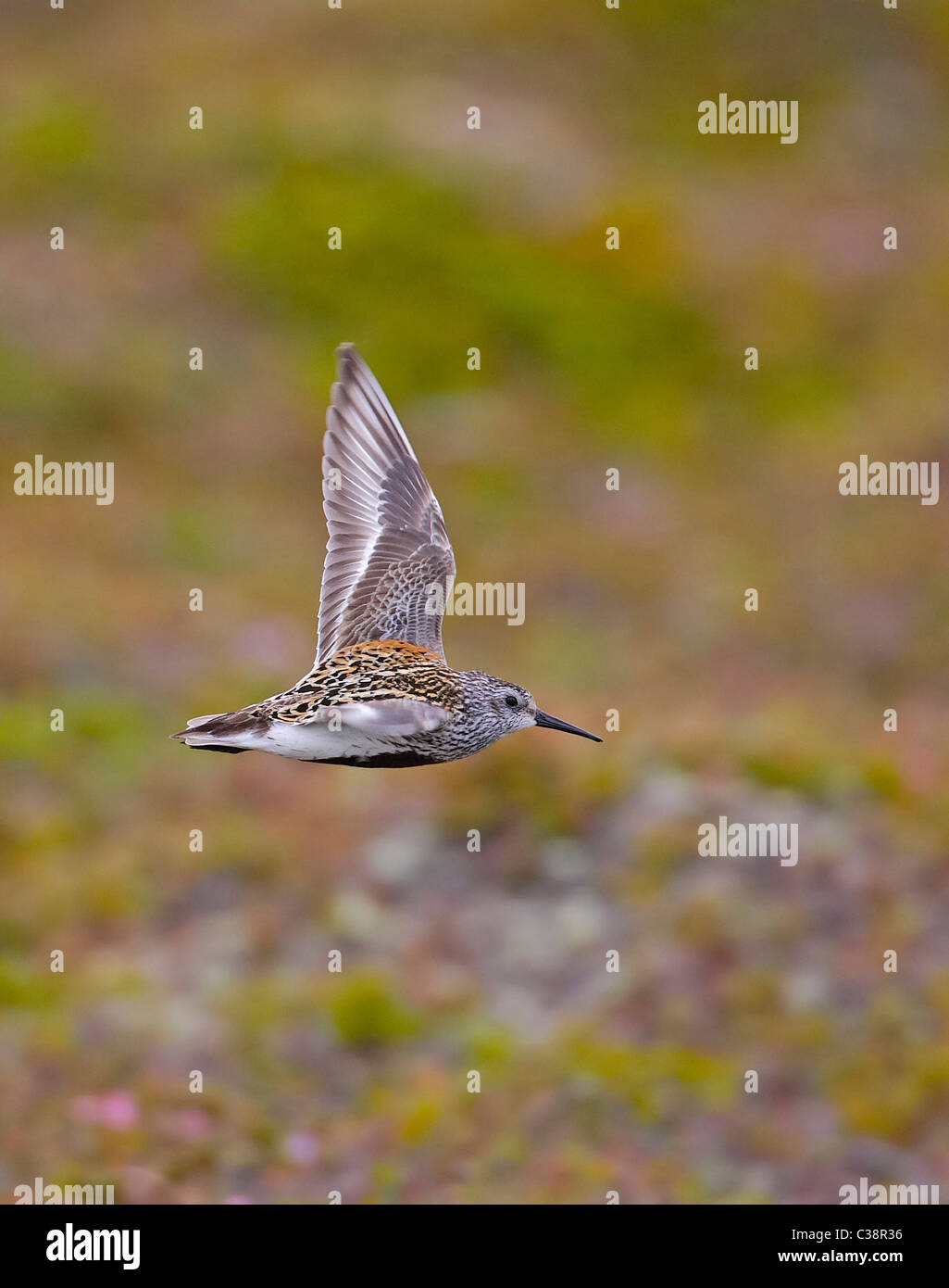 Dunlin in flight hi-res stock photography and images - Alamy