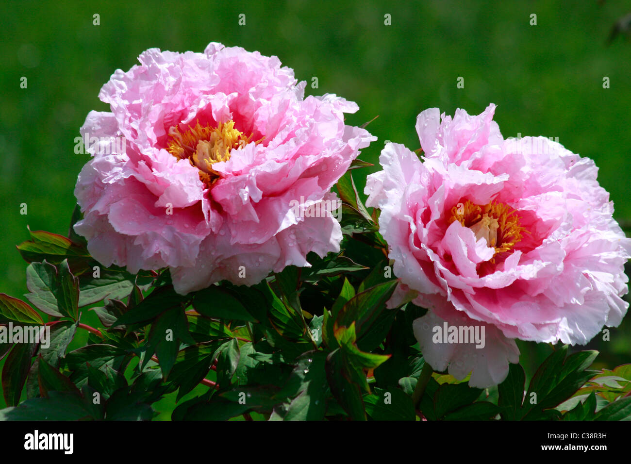 Perfect peony hi-res stock photography and images - Alamy