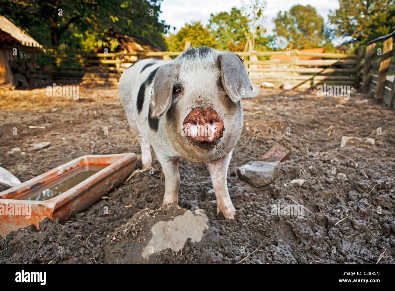 Bentheim Black Pied Stock Photo - Alamy