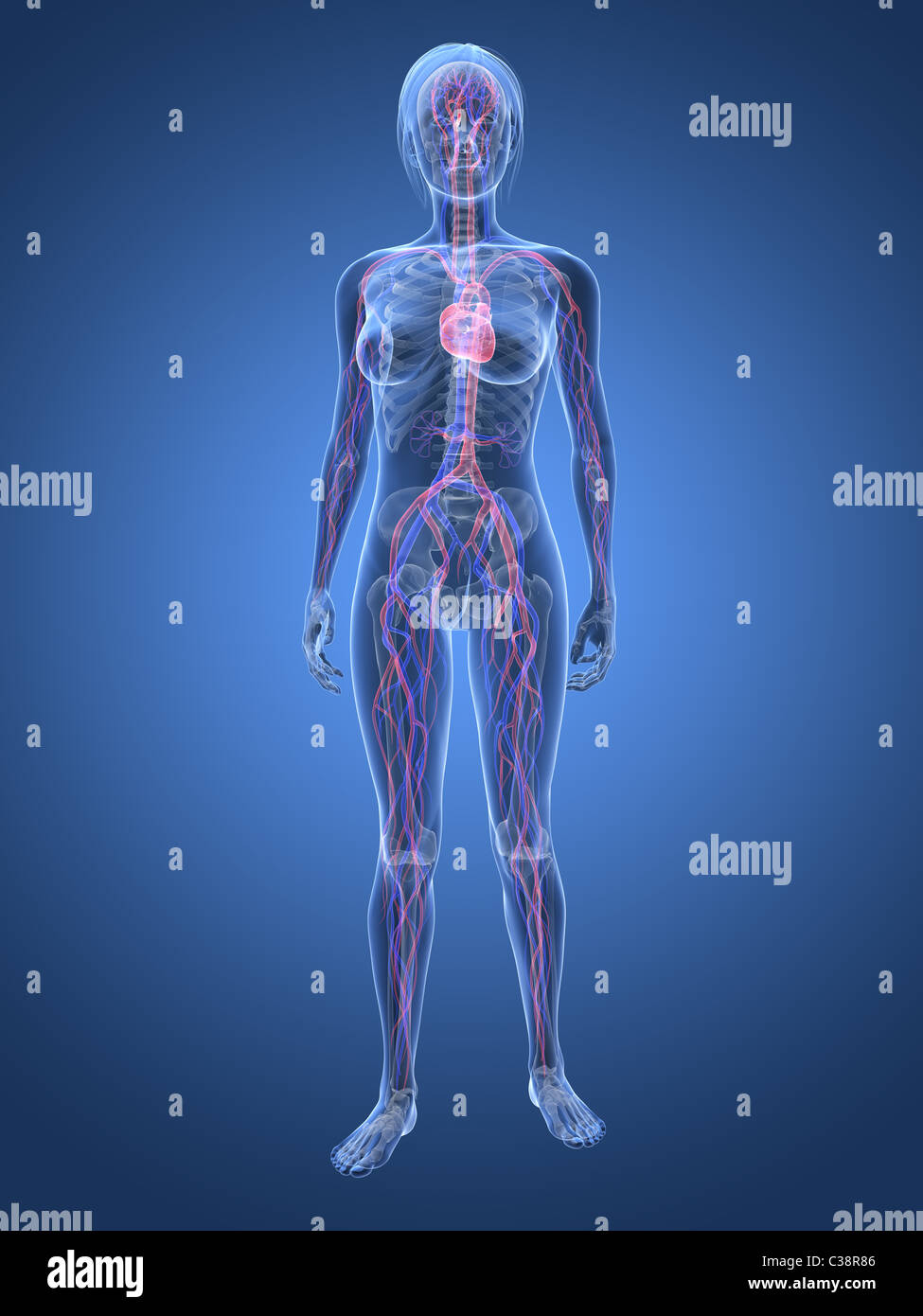 Illustration body woman biology hi-res stock photography and images - Alamy