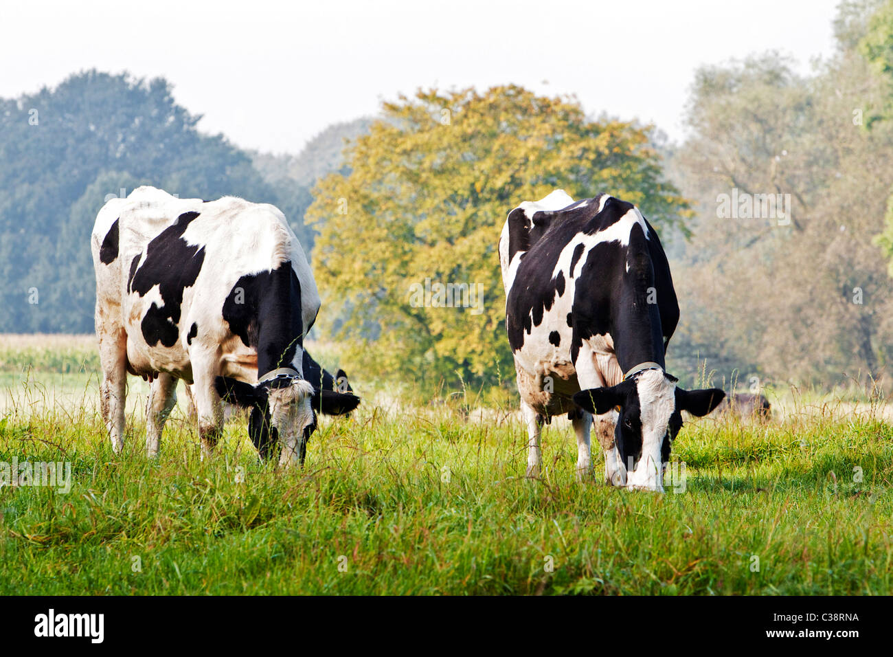 German black pied cattle hi-res stock photography and images - Alamy