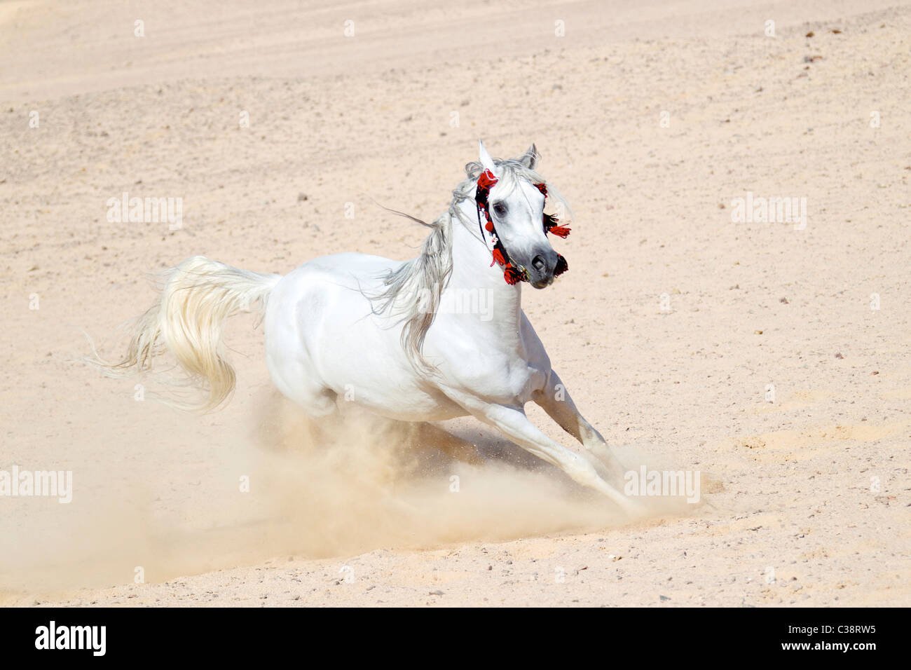 Arabian horse - galloping in sand Stock Photo - Alamy
