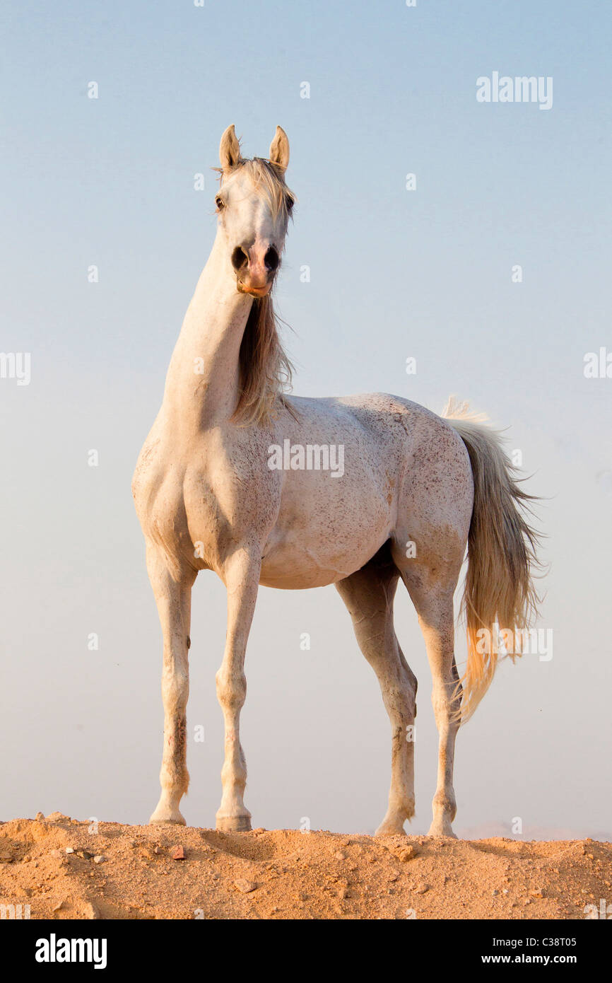 Arabian horse - standing Stock Photo - Alamy