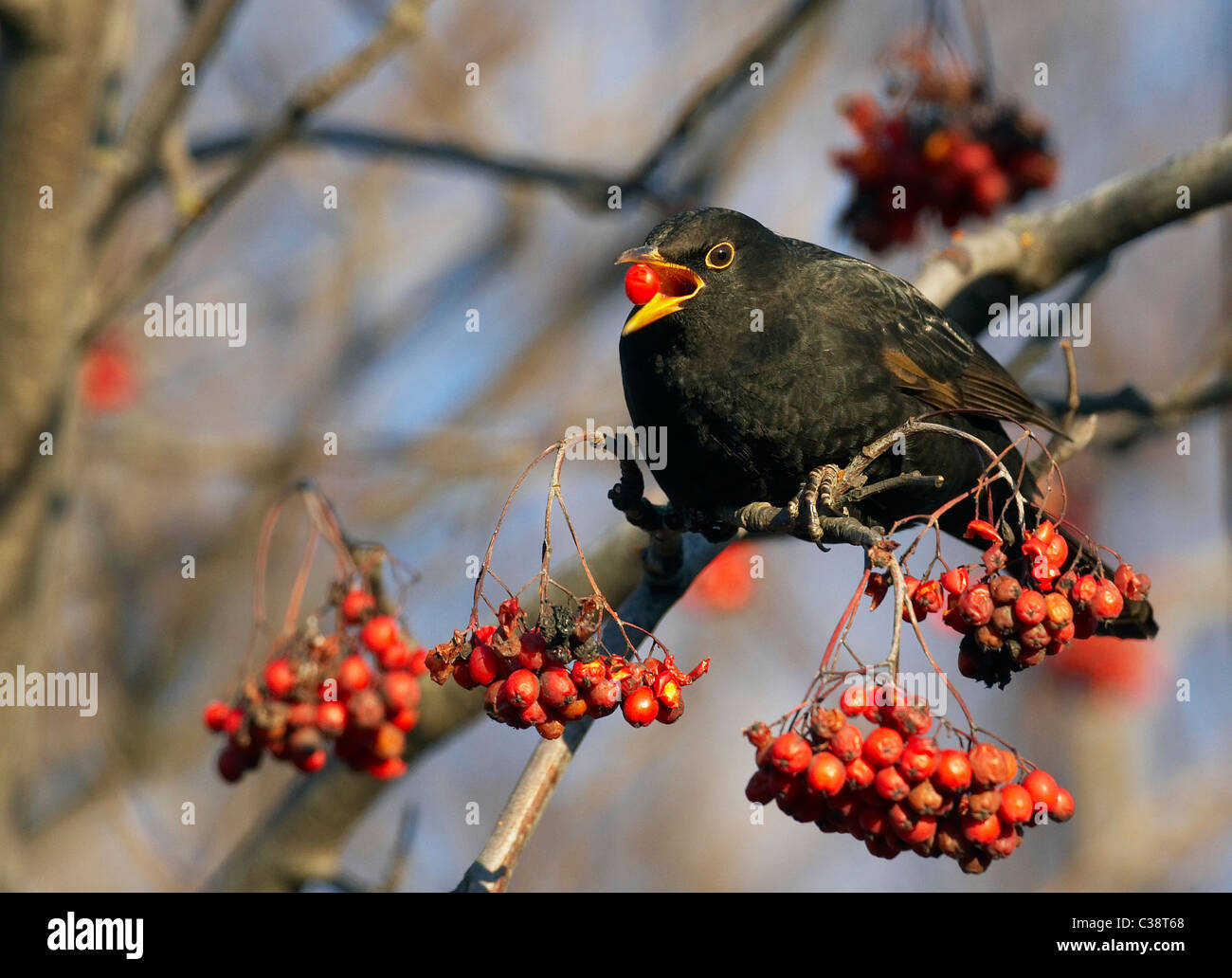 Bird eating red berries hi-res stock photography and images - Alamy