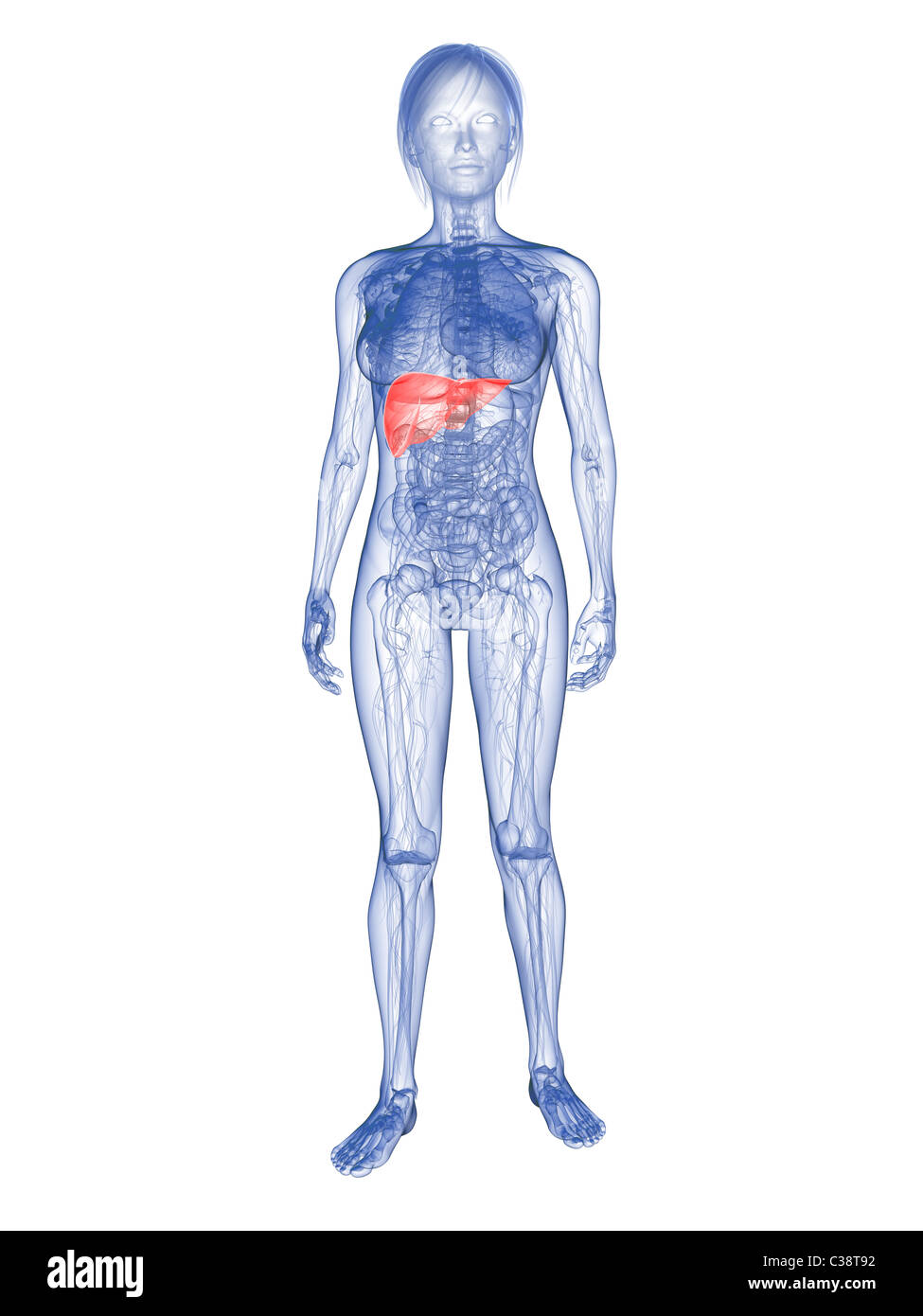 Female liver hi-res stock photography and images - Alamy