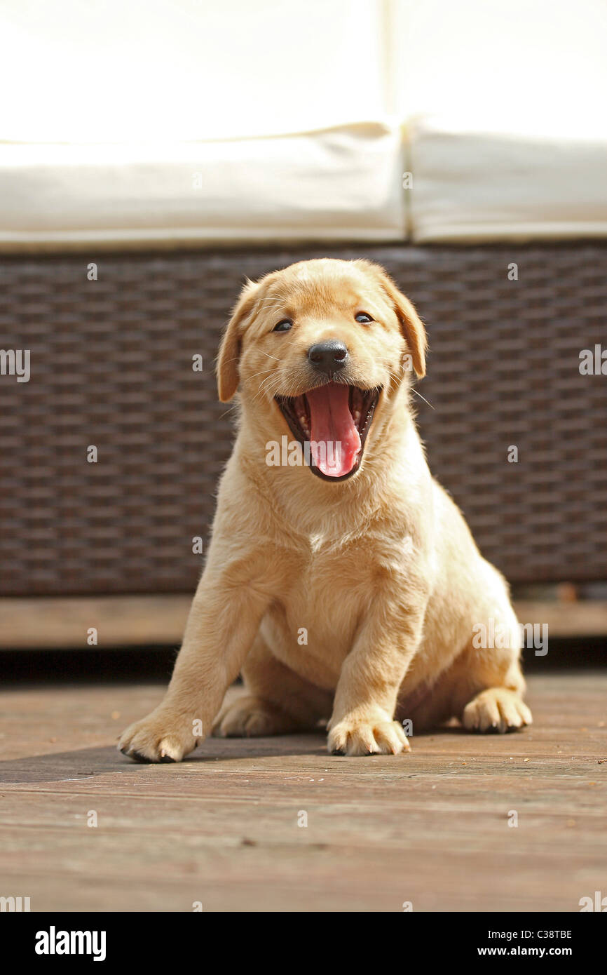 Labrador Retriever dog - puppy - yawning Stock Photo - Alamy