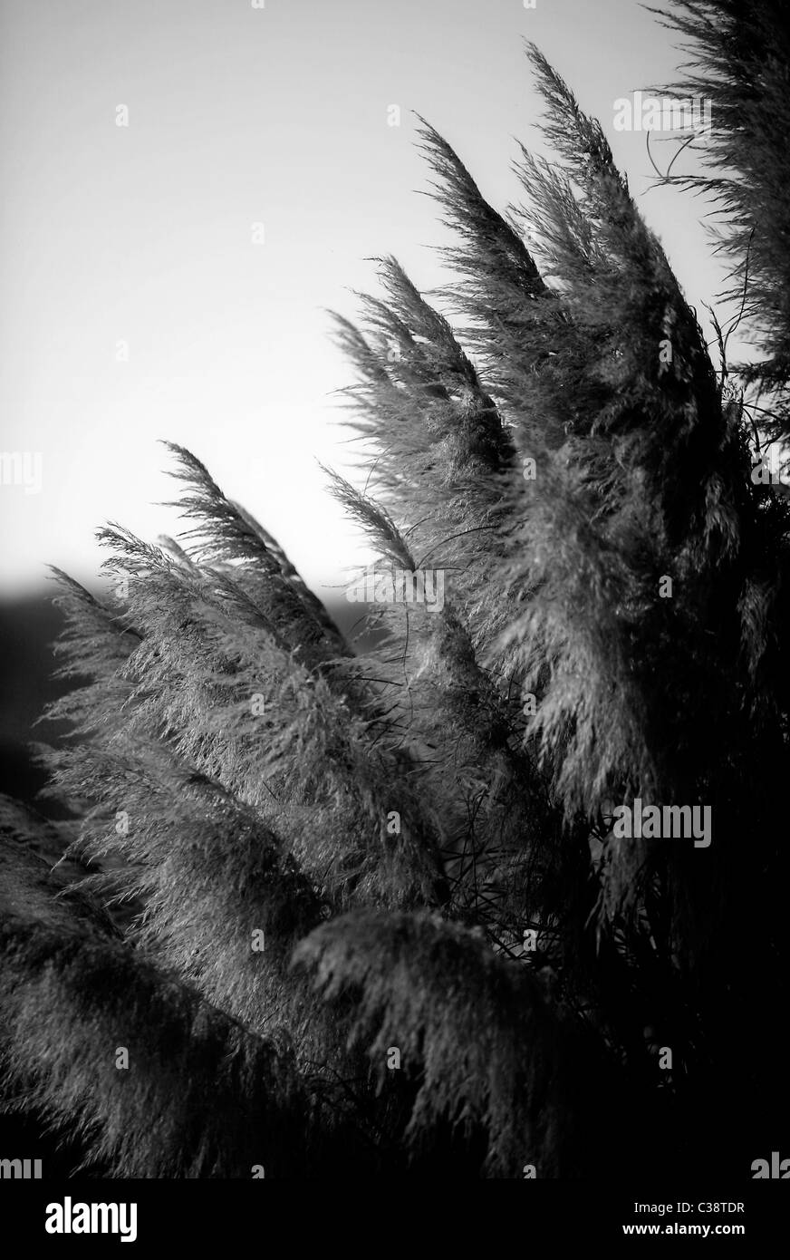 Arbusto arbusto arbustos arbustos hi-res stock photography and images ...