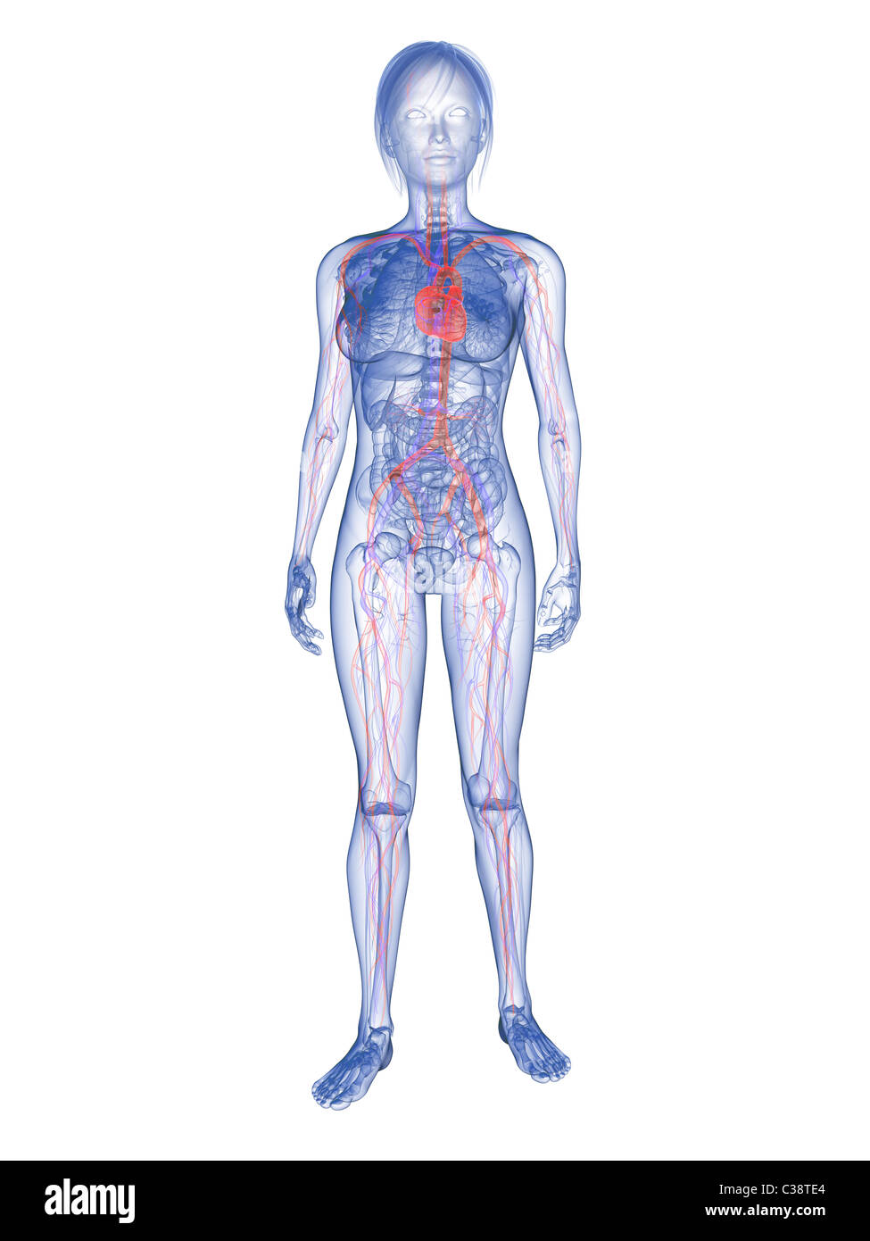 Female vein anatomy hi-res stock photography and images - Alamy