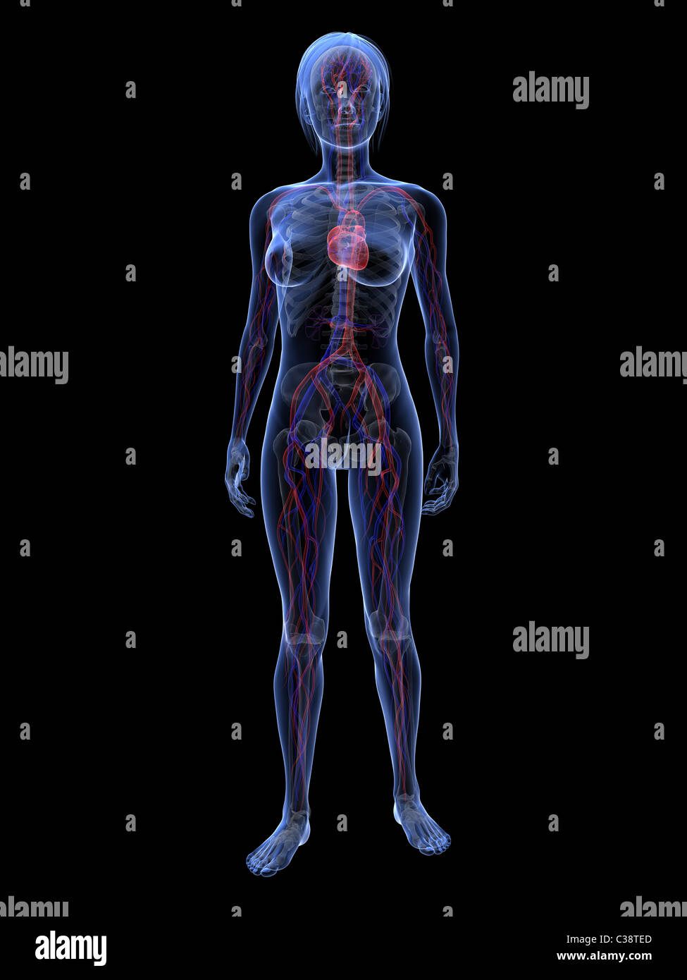 Female vascular system hi-res stock photography and images - Alamy