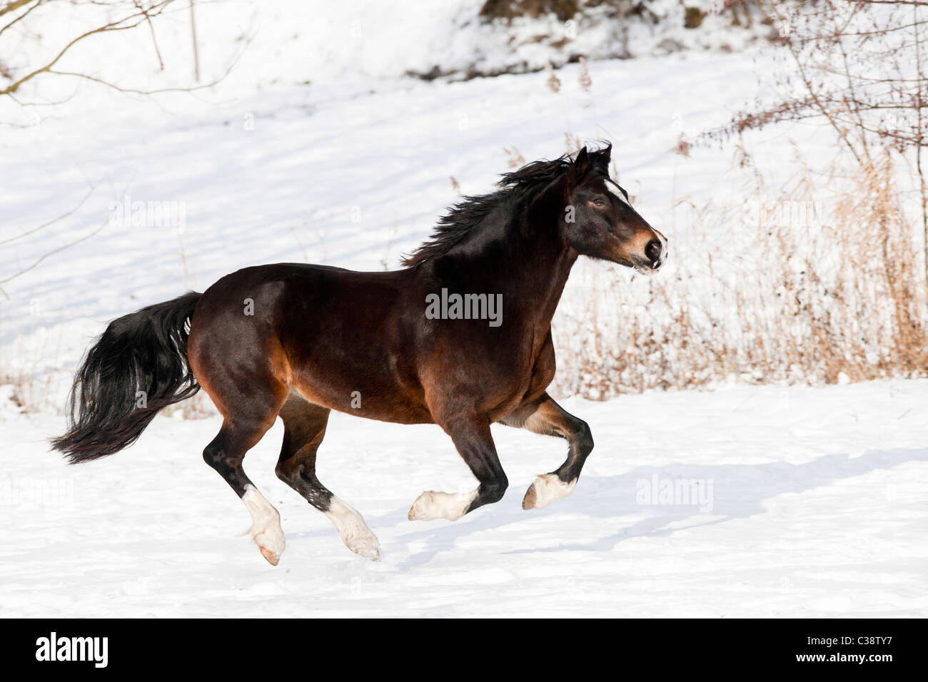 Welsh Cob horse - galloping in snow Stock Photo - Alamy