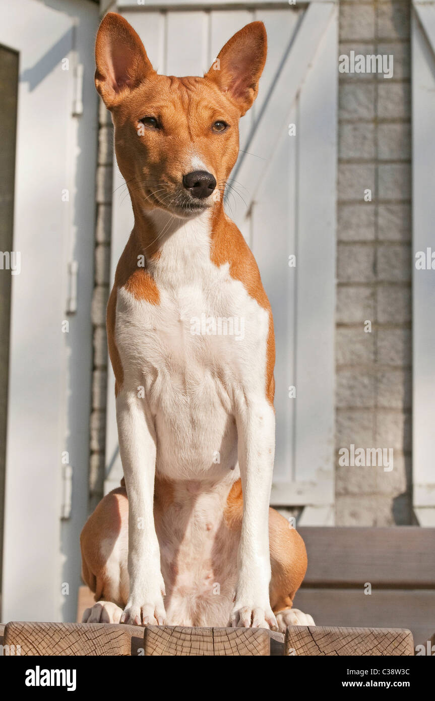 Basenji dog - sitting Stock Photo - Alamy