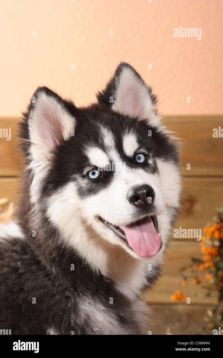 young Siberian Husky dog - portrait Stock Photo - Alamy