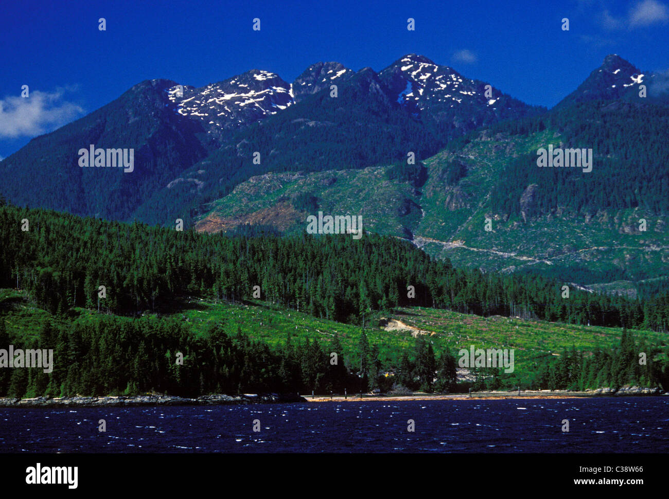 tree cutting deforestation logging industry on Vancouver Island along ...