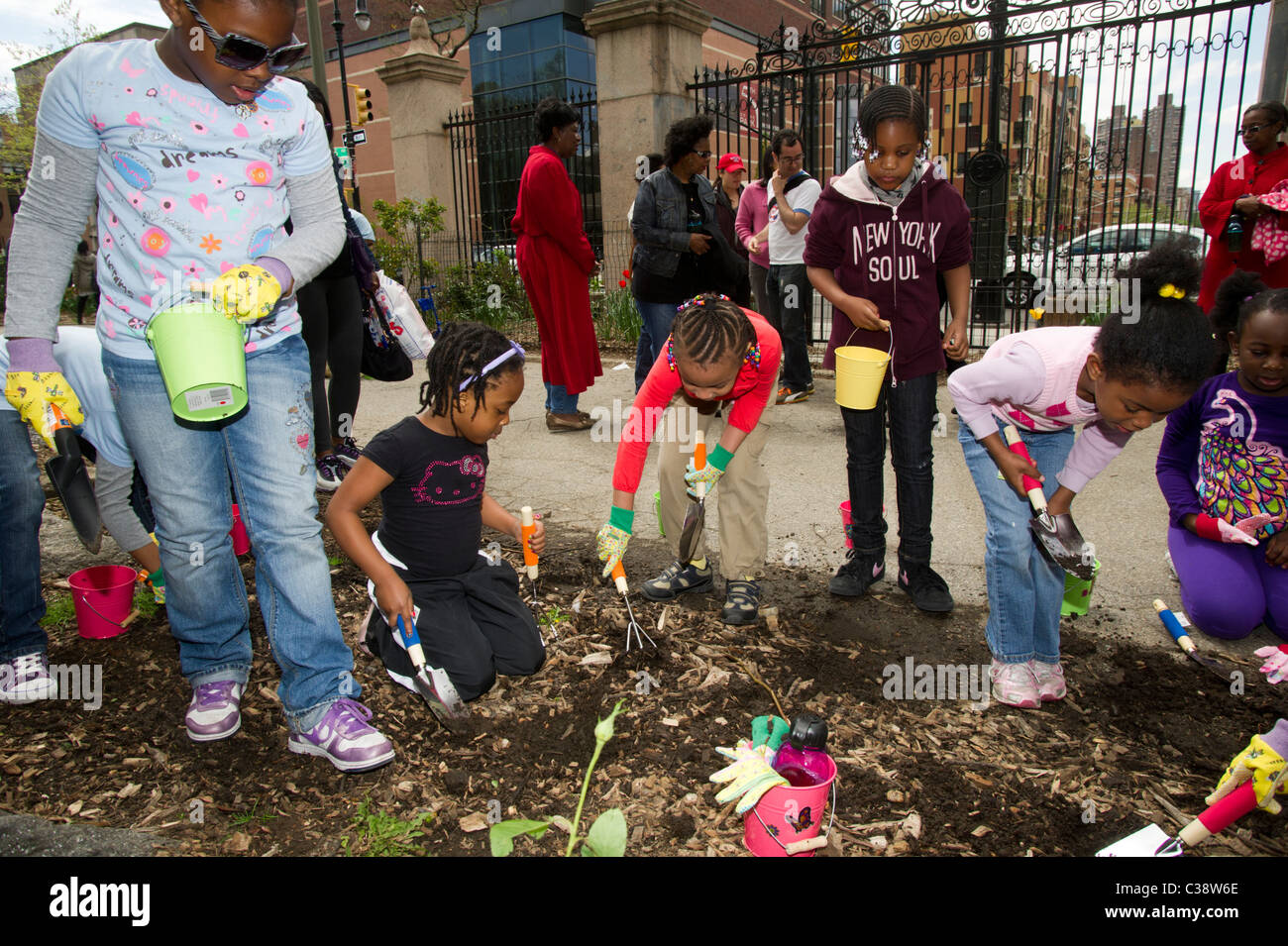 Girl Scouts and Brownies plant heritage roses in Mt. Morris Park in the ...