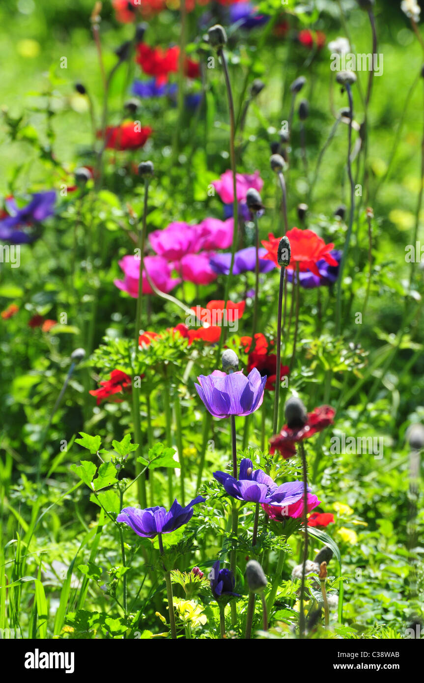 Israeli wildflowers hi-res stock photography and images - Alamy