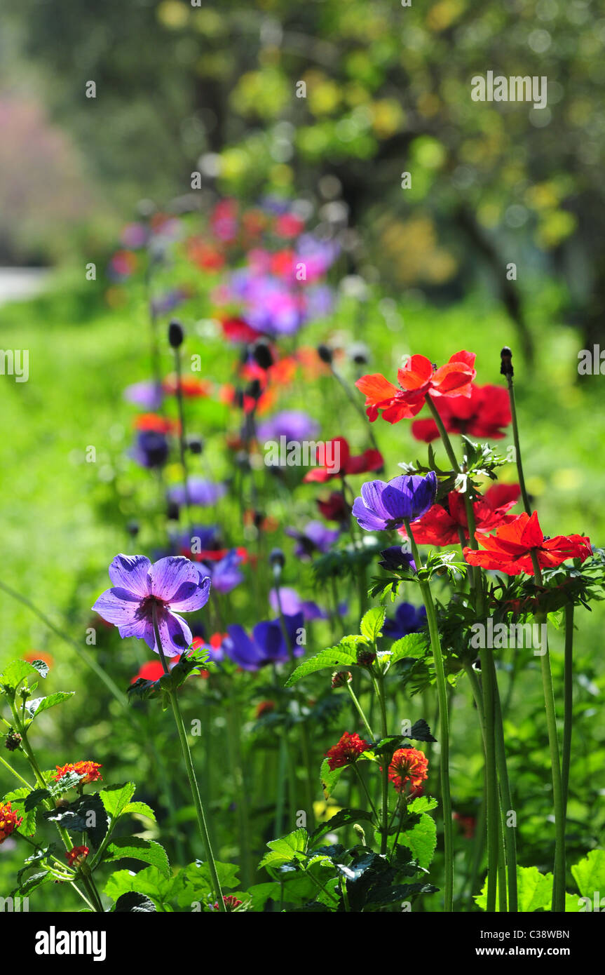 Israeli wildflowers - various coloured Crown Anemone (Anemone coronaria ...
