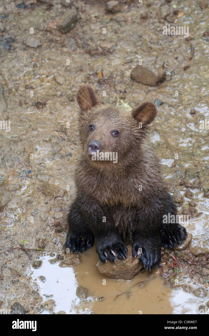 young brown bear in mud / Ursus arctos Stock Photo - Alamy