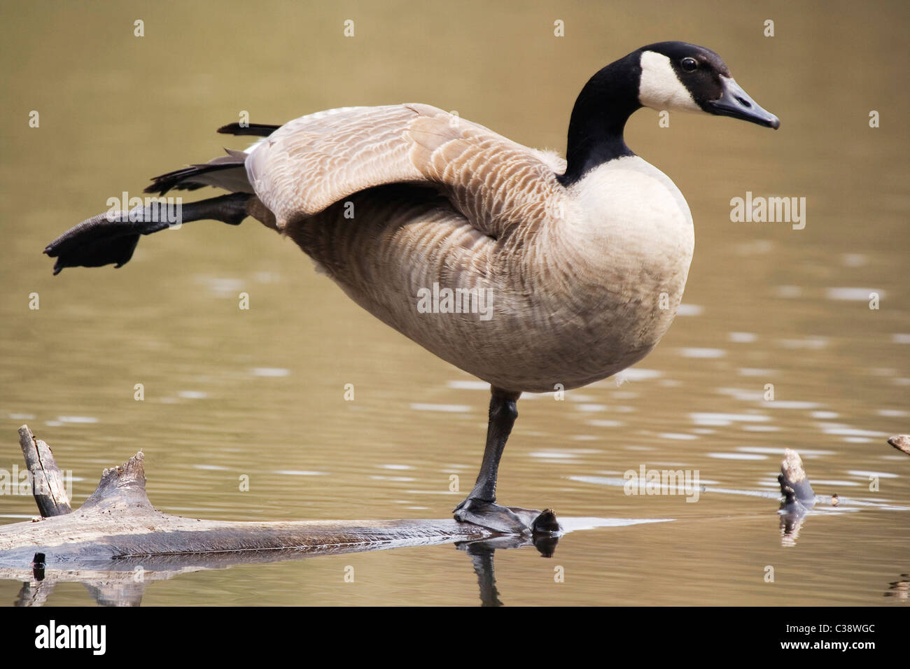 Canada goose - standing / Branta canadensis Stock Photo - Alamy