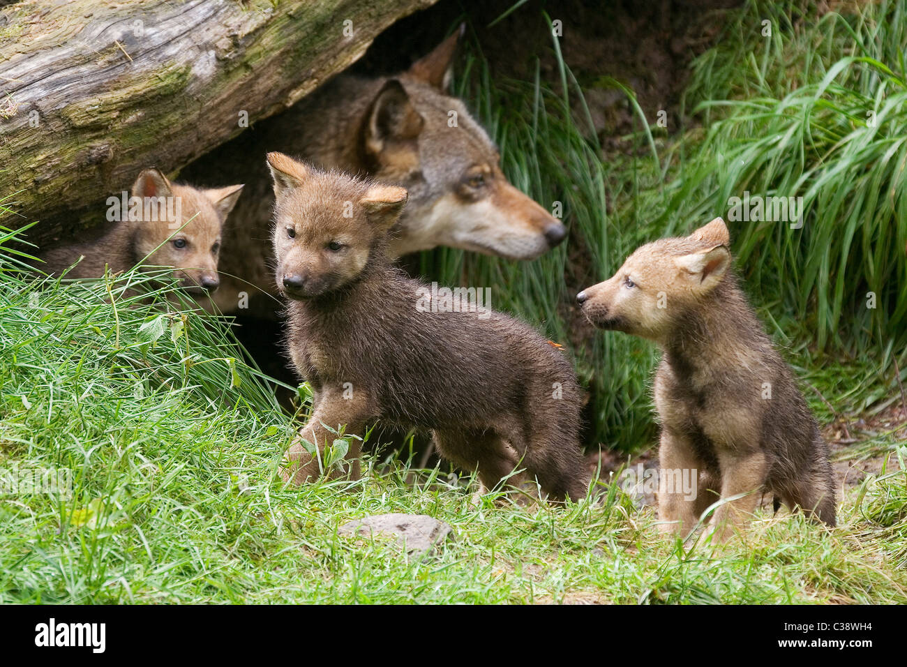 Grey Wolf Cub Standing High Resolution Stock Photography and Images - Alamy