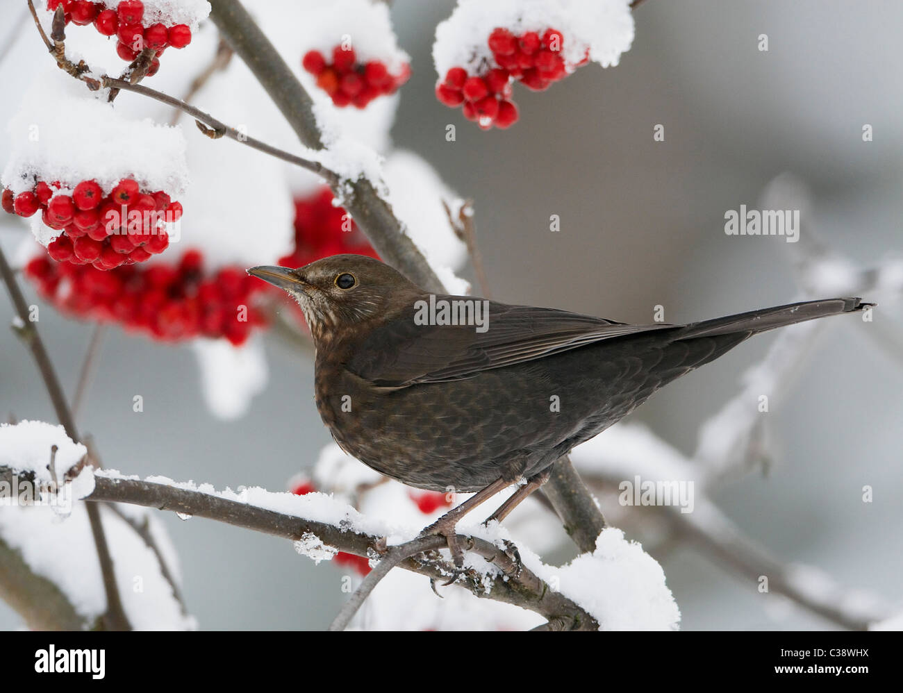 Wildlife thrush turdidae female hi-res stock photography and images - Alamy