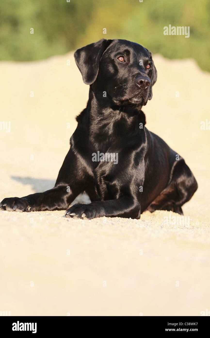 Labrador Retriever dog - lying in sand Stock Photo - Alamy