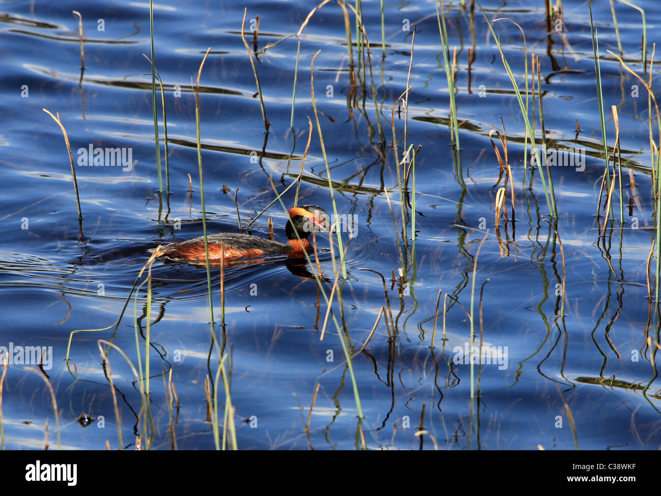 Slavonian grebe britain hi-res stock photography and images - Alamy