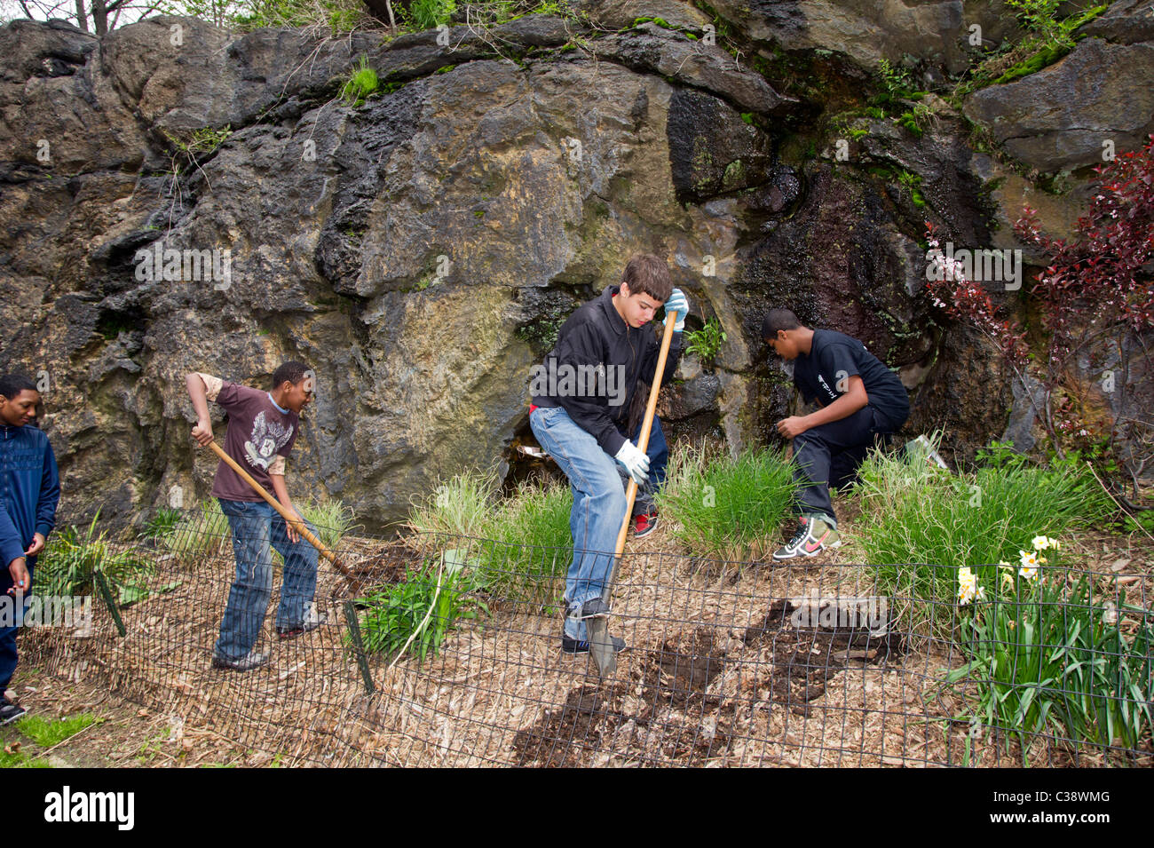 Teenagers plant heritage roses in Mt. Morris Park in the Harlem ...