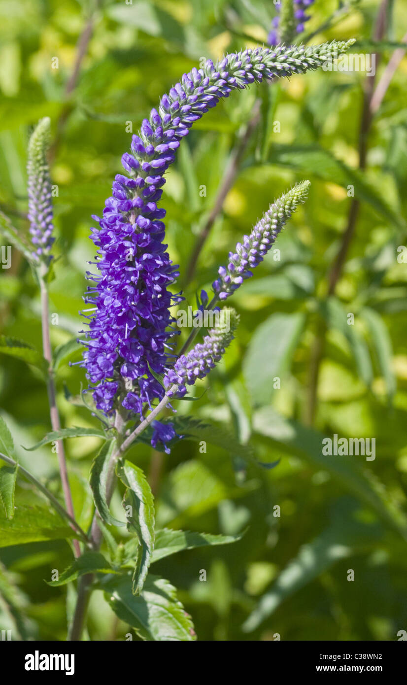 Veronica speedwell hi-res stock photography and images - Alamy