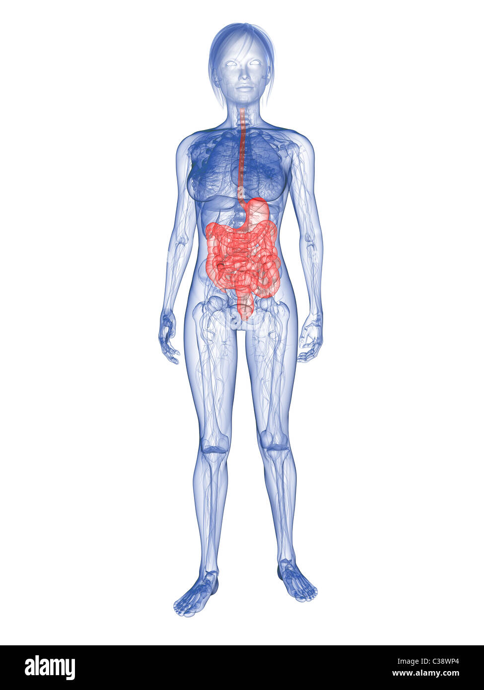 Female digestive system hi-res stock photography and images - Alamy