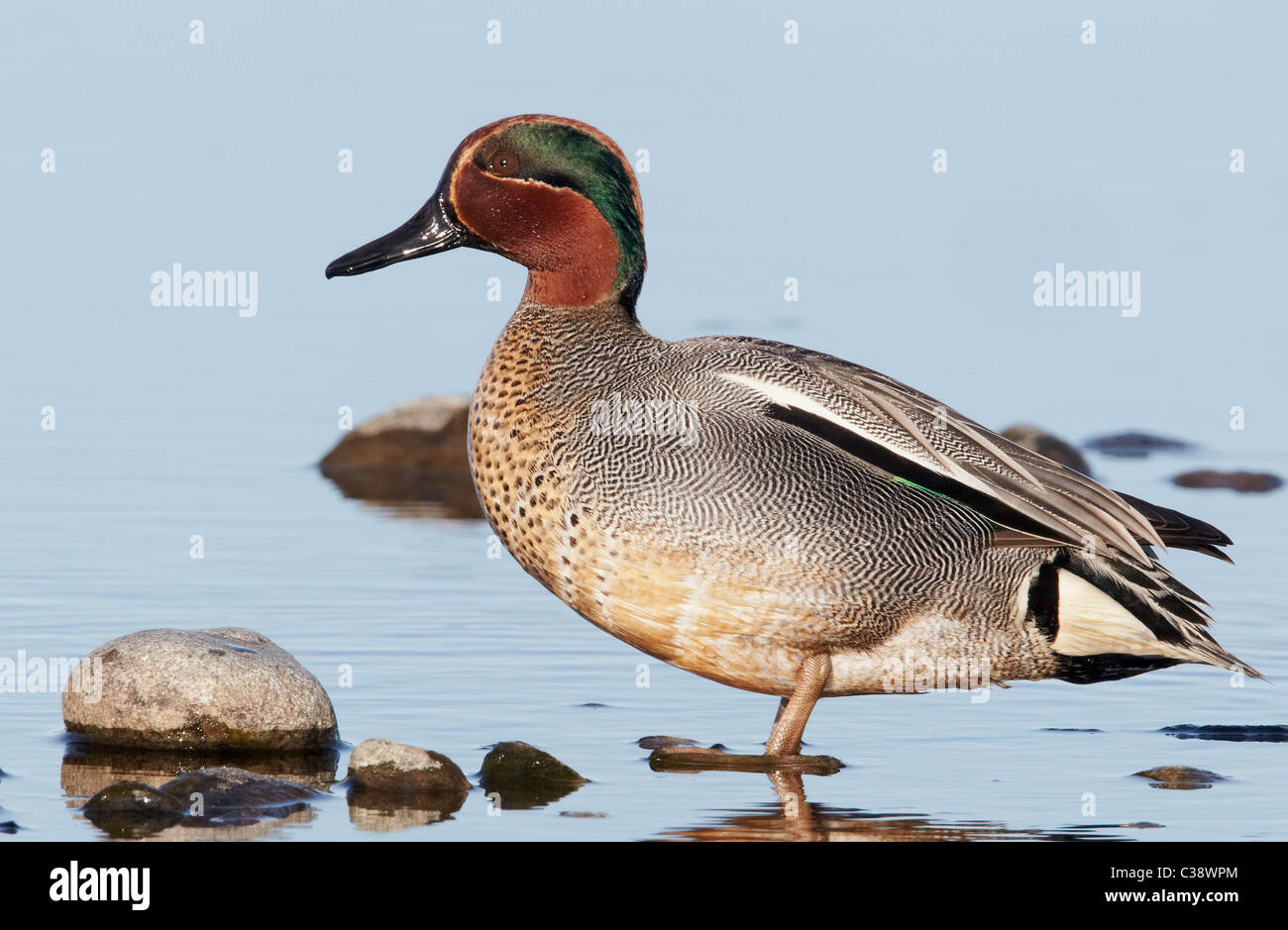 Common Teal (Anas crecca), male in breeding plumage standing in shallow ...