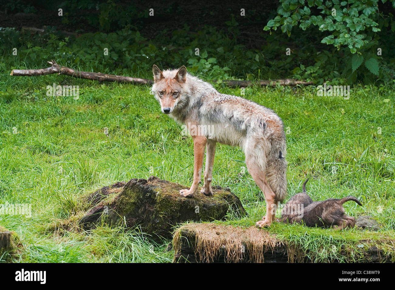 grey wolf - standing Stock Photo - Alamy
