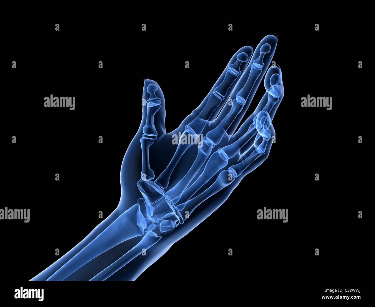 human skeletal hand Stock Photo - Alamy