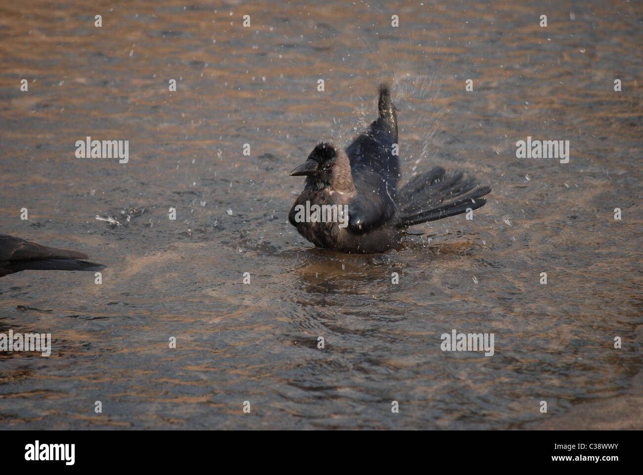 Animal bathing hi-res stock photography and images - Alamy