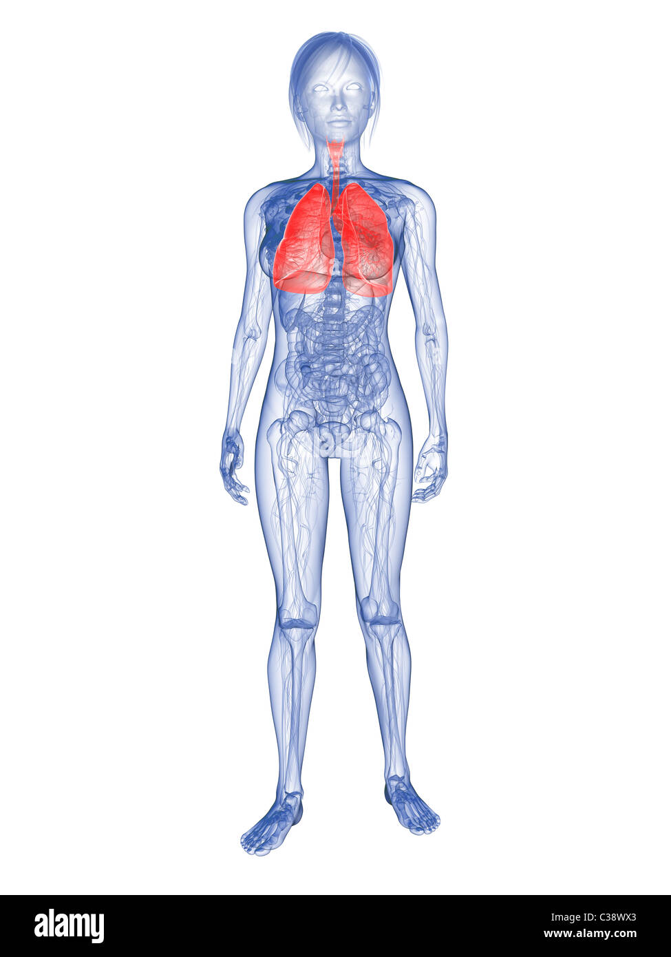 Female internal organs hi-res stock photography and images - Alamy