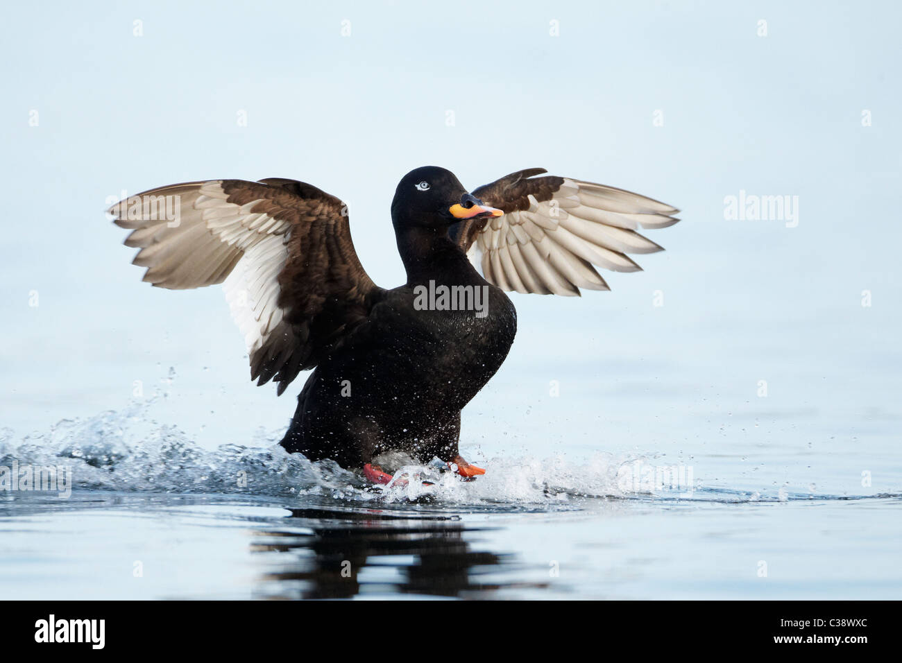 Velvet scoter flying hi-res stock photography and images - Alamy