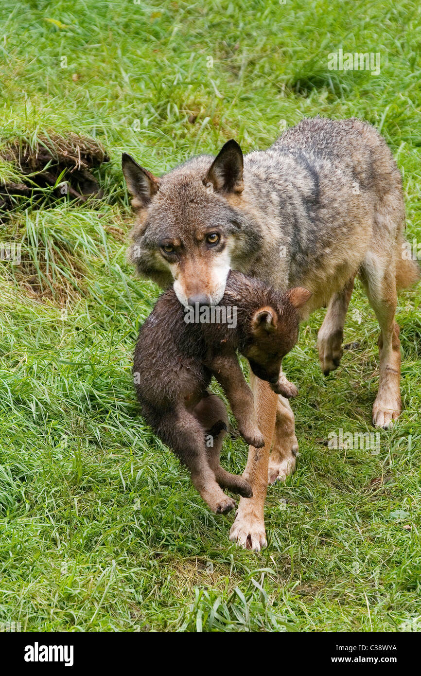 Female grey wolf cub hi-res stock photography and images - Alamy