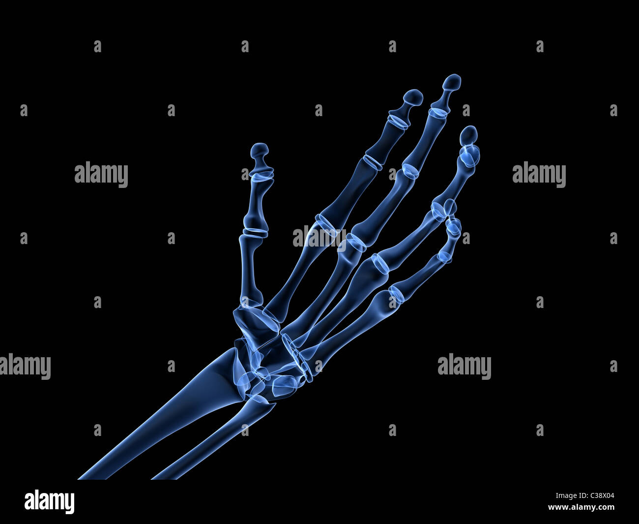 human skeletal hand Stock Photo - Alamy