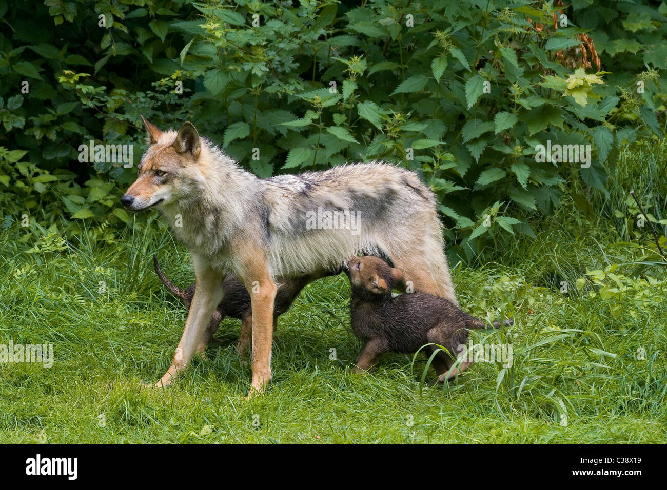 grey wolf suckling cubs on meadow Stock Photo - Alamy