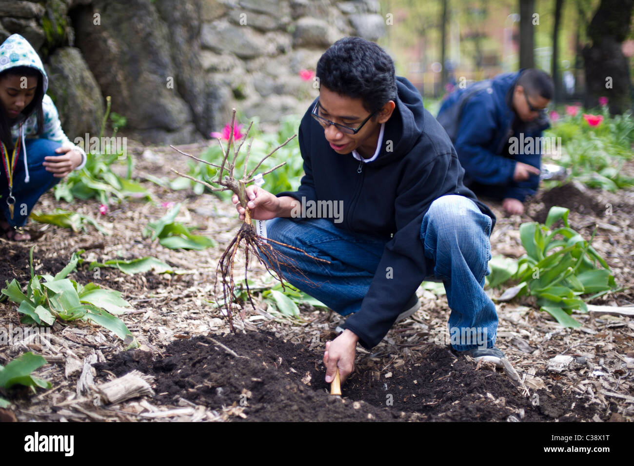 Volunteers plant heritage roses in Mt. Morris Park in the Harlem ...