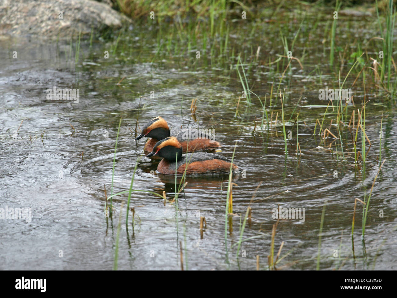 Slavonian grebe britain hi-res stock photography and images - Alamy