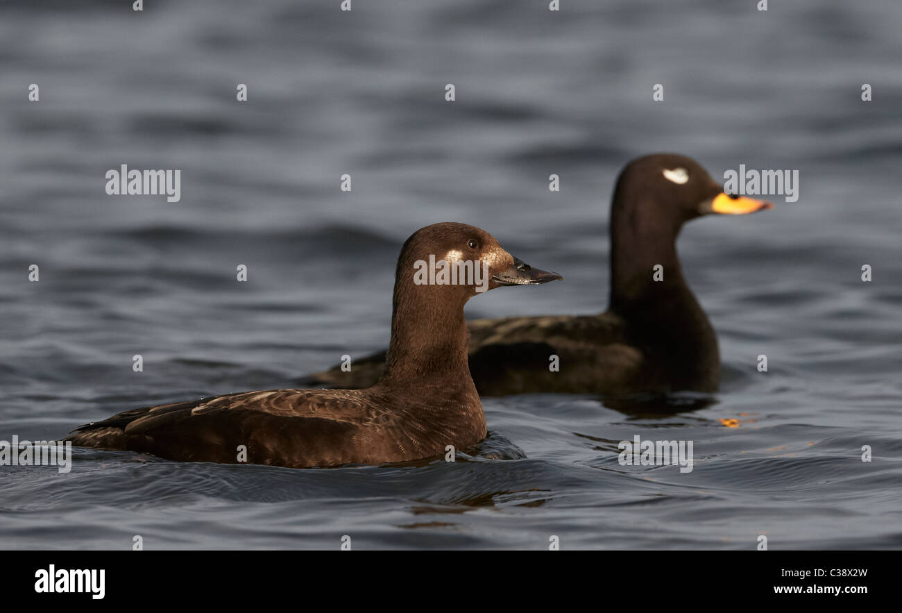 Velvet Scoter (Melanitta fusca). Pair on water with drake in background ...