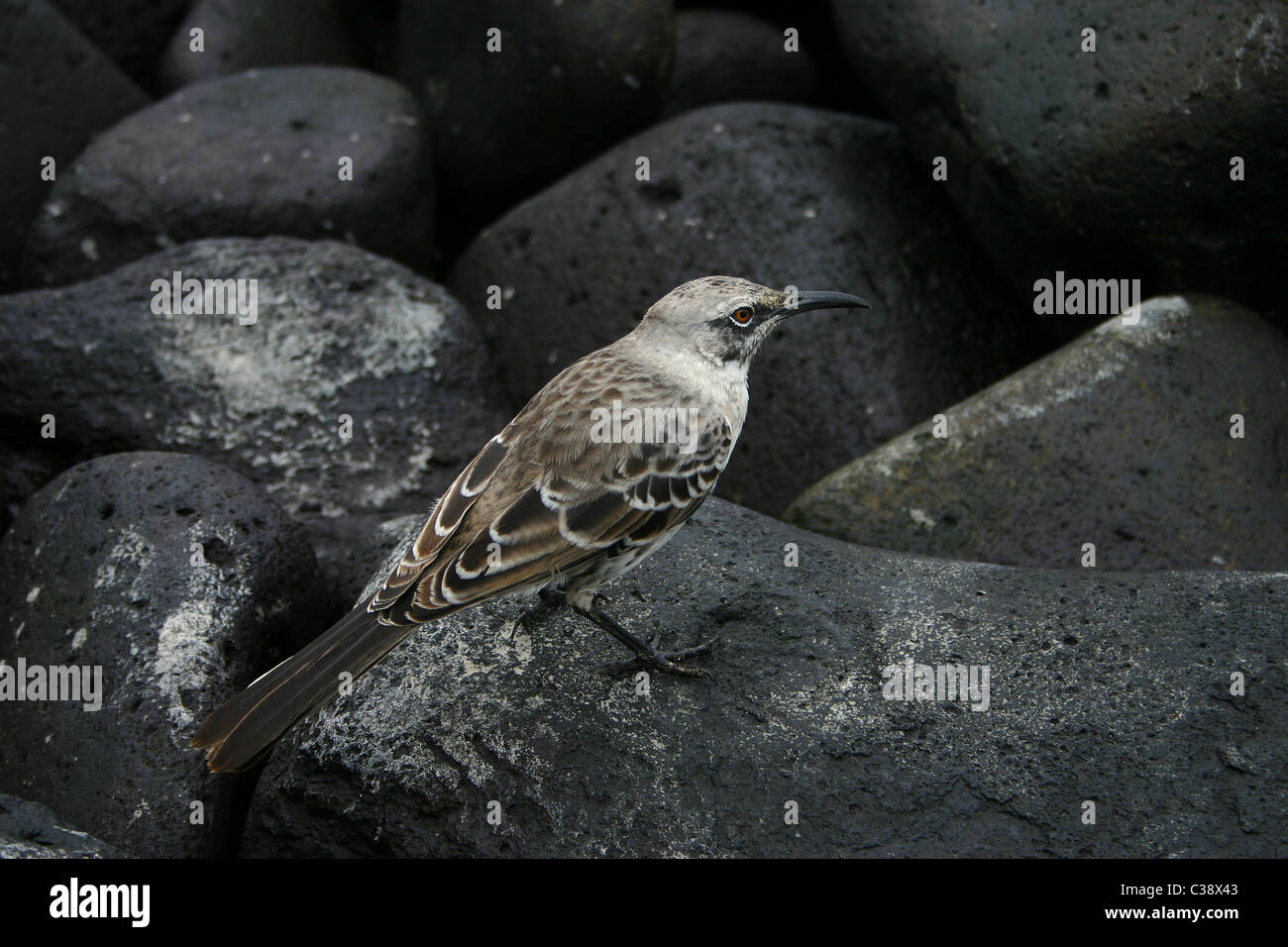[Hood Mockingbird] [Nesomimus macdonaldi] endemic to Espanola [Hood ...