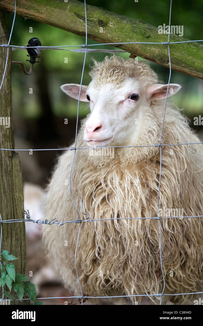 Sheep behind hi-res stock photography and images - Alamy