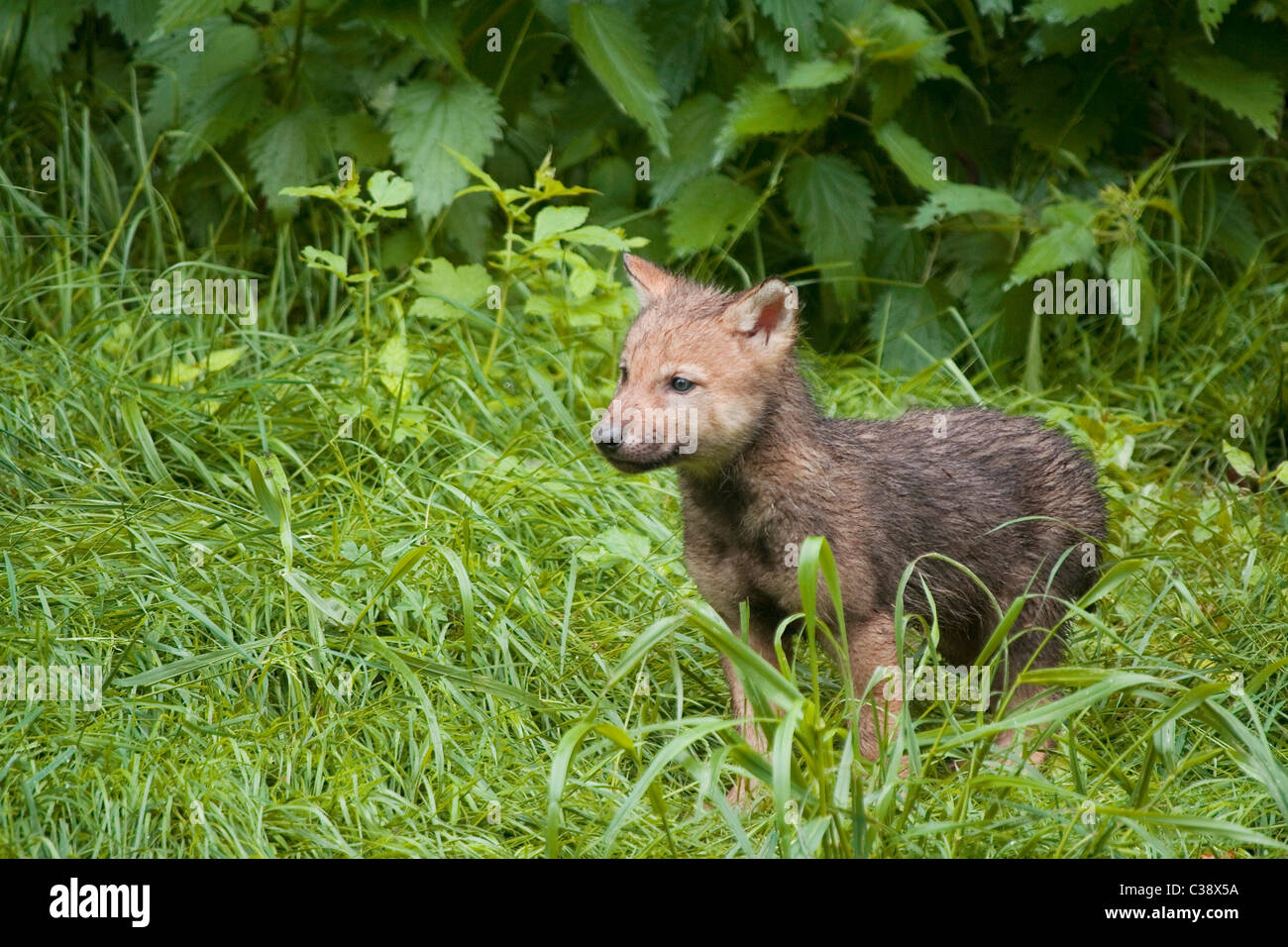 grey wolf - cub on meadow Stock Photo - Alamy