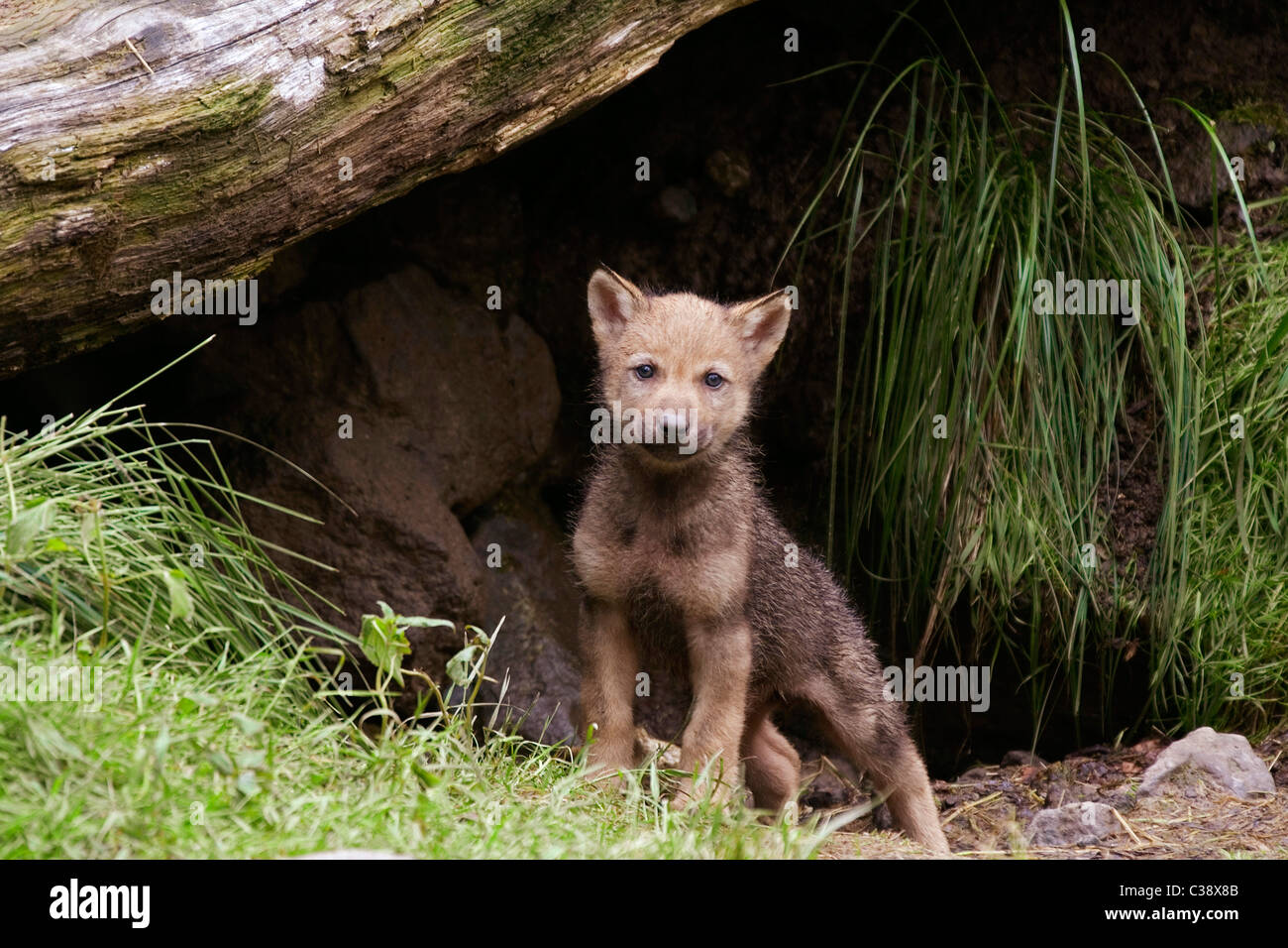 grey wolf - cub - standing Stock Photo - Alamy
