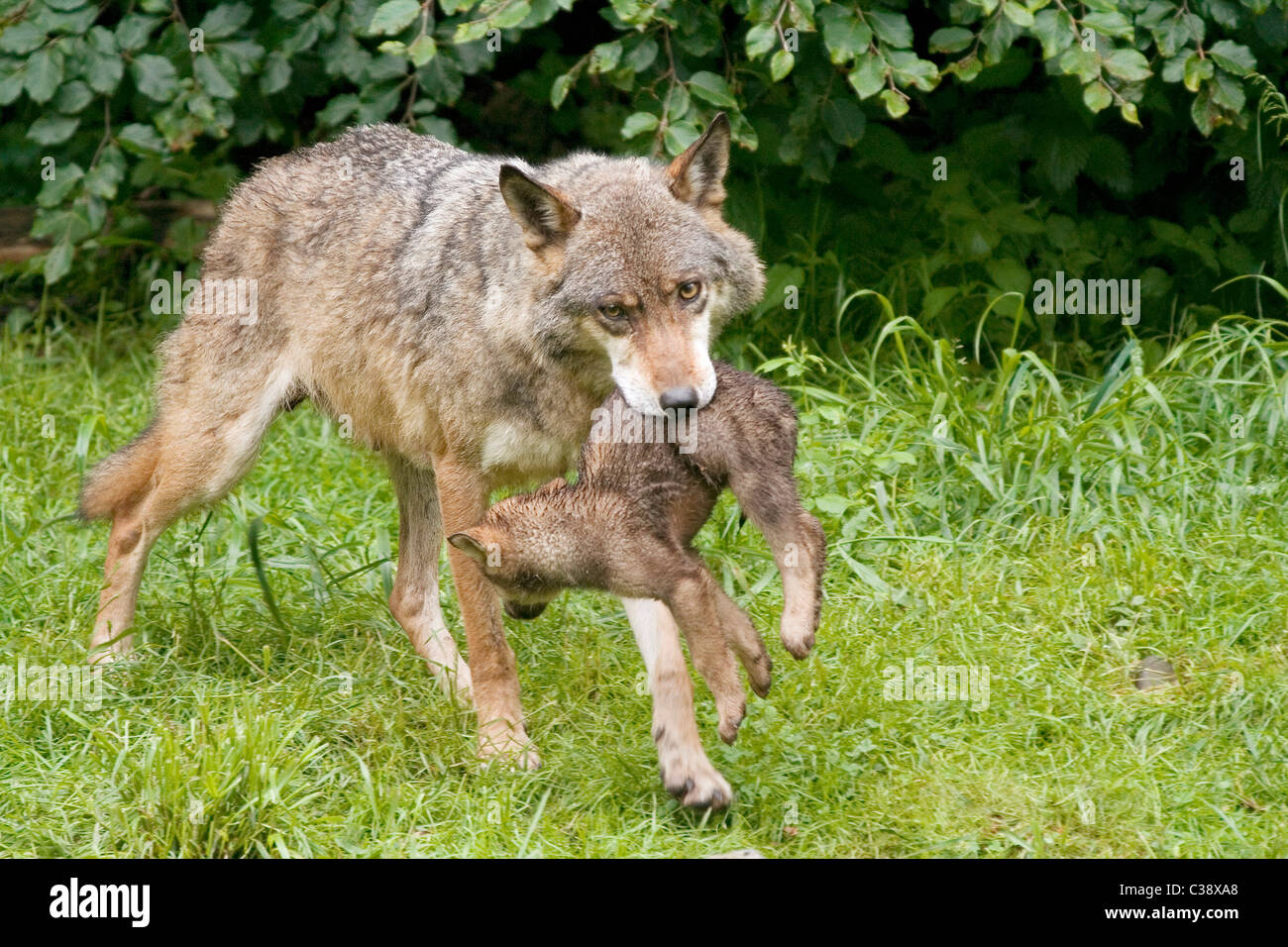 grey wolf carrying cub Stock Photo - Alamy