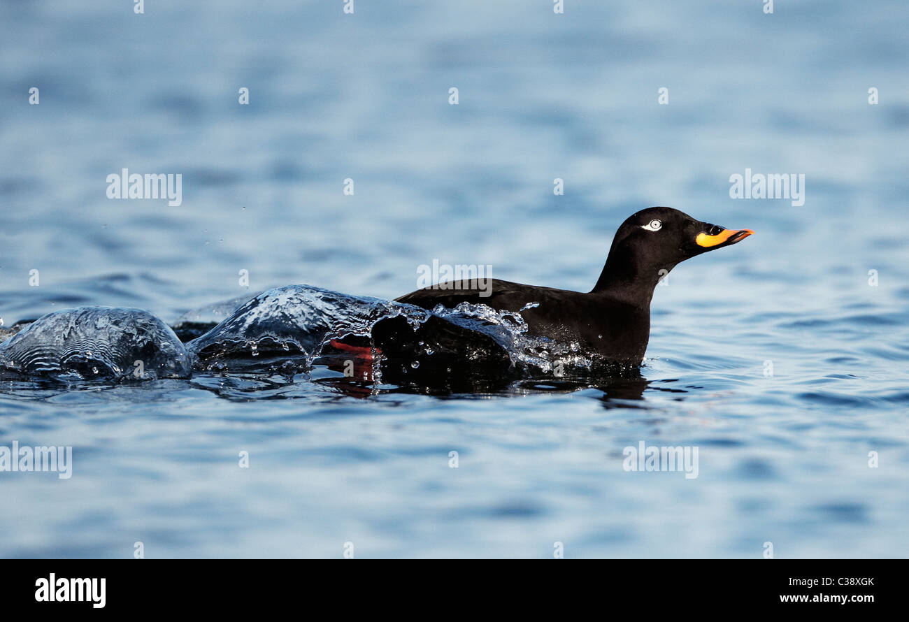 Velvet Scoter (Melanitta fusca). Drake chasing in intruder swimming at ...