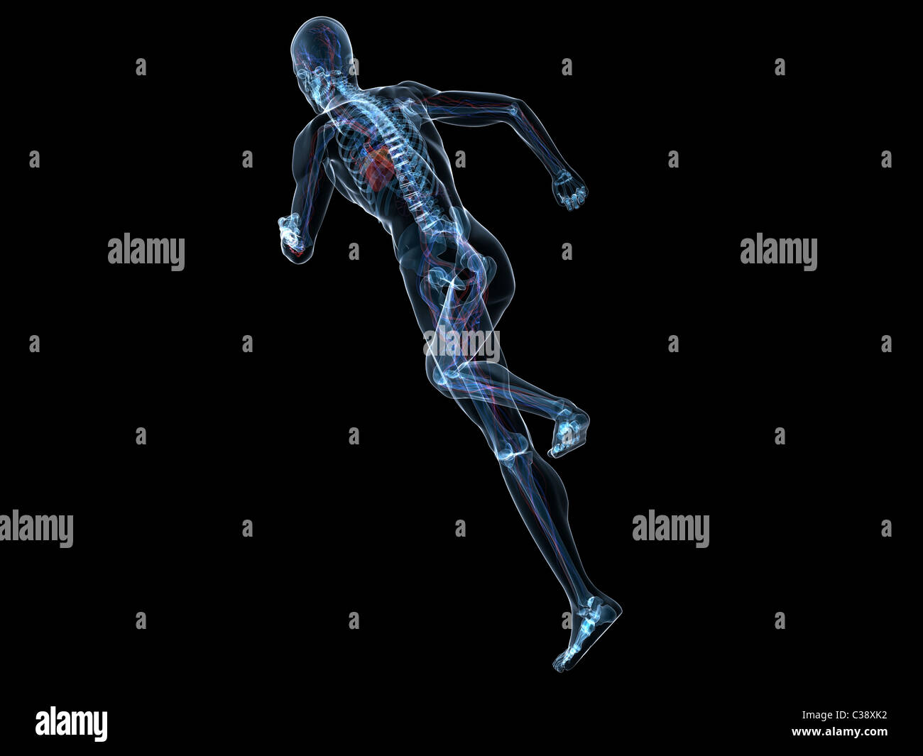 Human skeletal system walking hi-res stock photography and images - Alamy